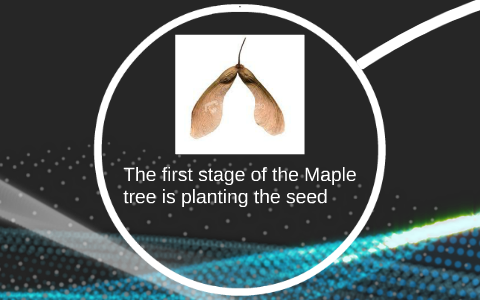 MAPLE TREE LIFE CYCLE by Braden Stowers on Prezi
