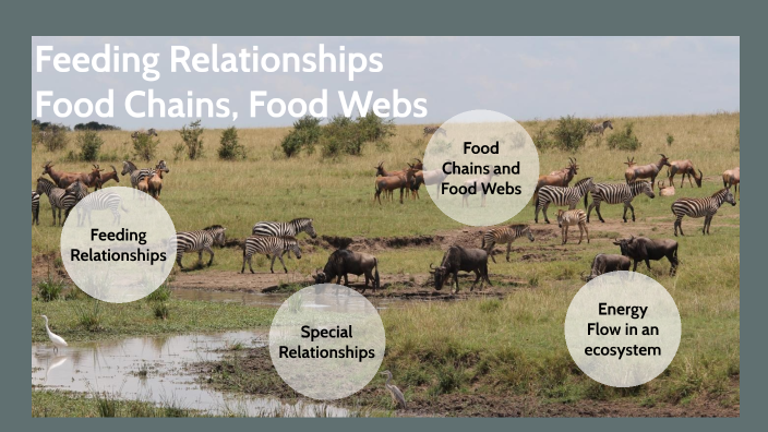 Feeding Relationships, Food Chains, Food Webs by L Marcano on Prezi