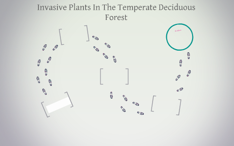 Invasive Plants In The Temperate Deciduous Forest by Reid Webster on Prezi