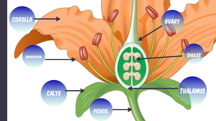 Withering by Kavyapriya B on Prezi