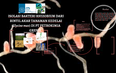 ISOLASI BAKTERI RHIZOBIUM DARI BINTIL AKAR TANAMAN KEDELAI ( by dewi ...