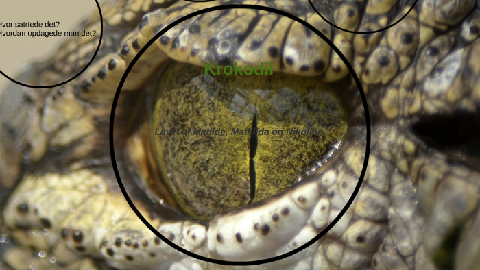 Krokodil by Mathilda Bach Whittley