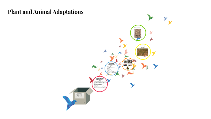 Plant and Animal Adaptations by alyssa grillo on Prezi