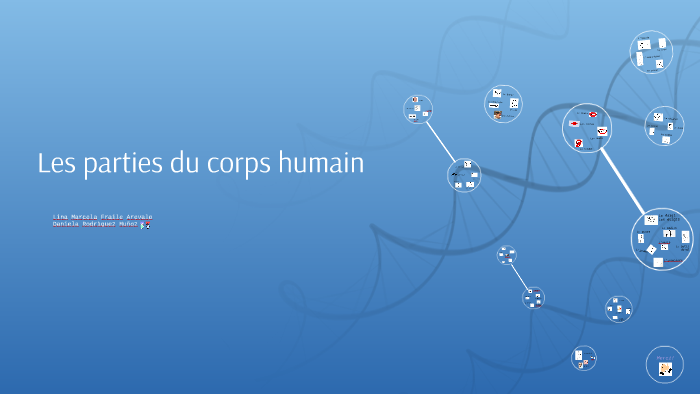 Les parties du corps humain by Lina Fraile on Prezi