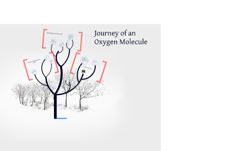 Journey of an Oxygen Molecule by Ray Sutton on Prezi