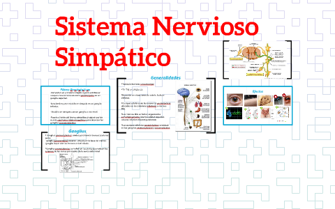 Sistema Nervioso Simpático by Jocelyn Arciniega on Prezi