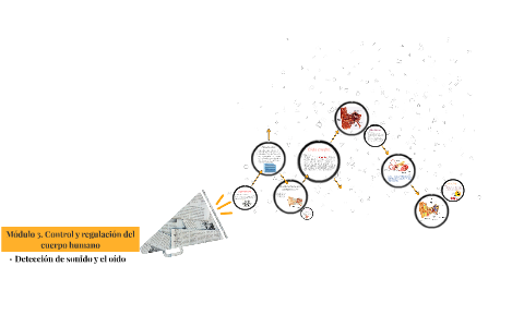 Módulo 3. Control y regulación del cuerpo humano by fabiola solano on Prezi