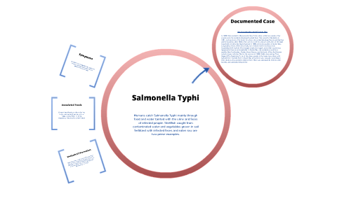 Salmonella Typhi by Jeremy Meagher on Prezi