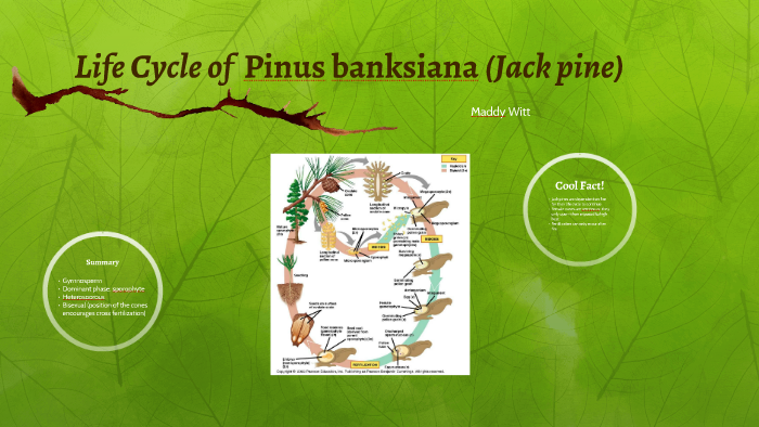 Life Cycle of Pinus banksiana (Jack pine) by Maddy Witt on Prezi