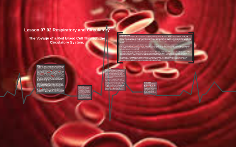 The Voyage of a Red Blood Cell Through the Circulatory System by Rene V ...