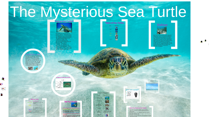 The Mysterious Sea Turtle by Kobe Robetrs on Prezi