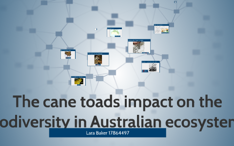 The cane toads impact on the biodiversity in Australian ecos by Lara ...