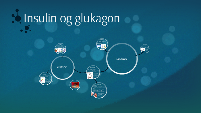 Insulin og glukagon by Loring on Prezi