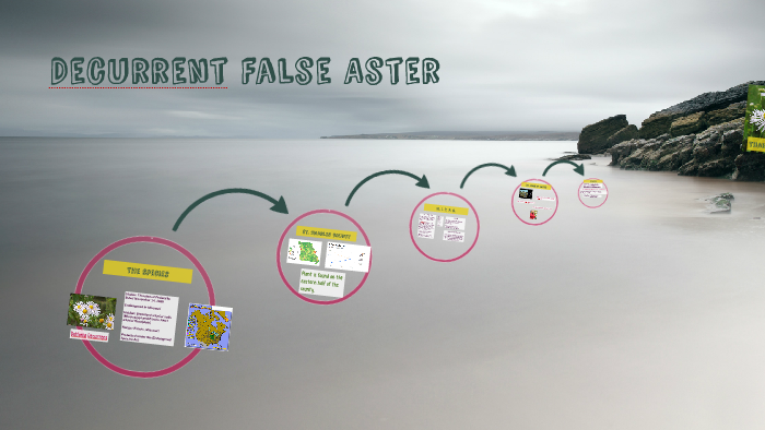 Decurrent False Aster By Brian Mckanna On Prezi
