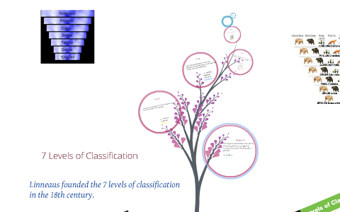 7 levels of classification by Hannah Haigler on Prezi