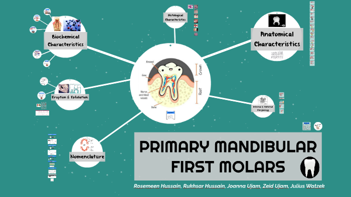 Primary Mandibular First Molars by Rosemeen Hussain on Prezi