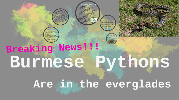 Burmese Pythons by ella clarke on Prezi