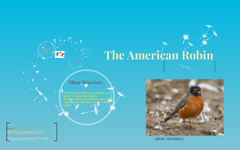 The American Robin by Valerie West on Prezi