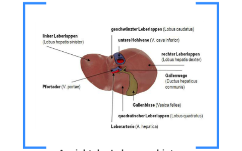Leber Mindmapping by Berta Müller on Prezi