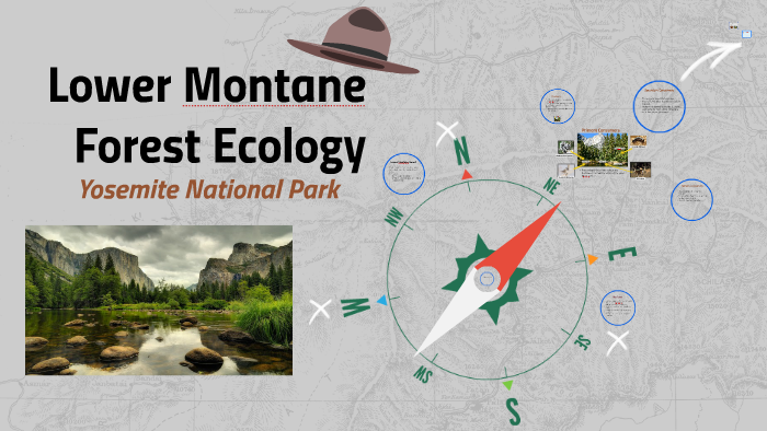 Lower Montane Forest Ecosystem by Christelle Ampil on Prezi