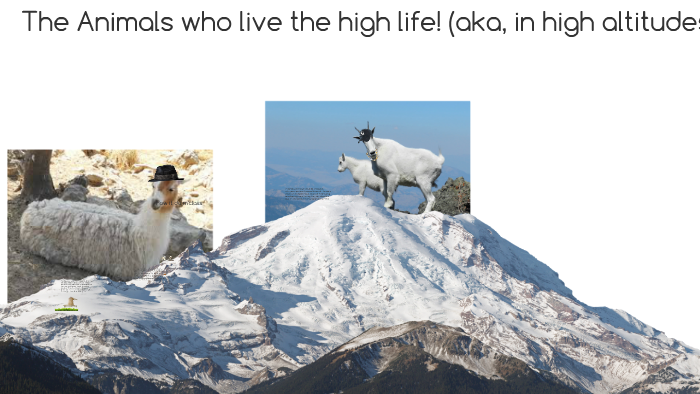 The Animals who live the high life! (aka, in high altitudes. by Father Zika