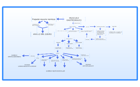 MUSCULO GASTROSOLEO by luisa Rodriguez Moreno on Prezi
