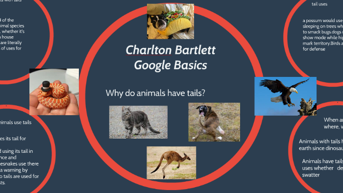 Why do animals have tails by Chalton Bartlett on Prezi