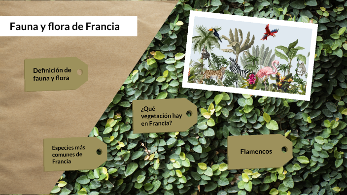 Flora y fauna de francia by Isabella Rinaldi Flórez on Prezi