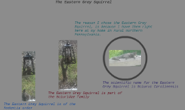 Eastern Grey Squirrel by John Whitsell on Prezi