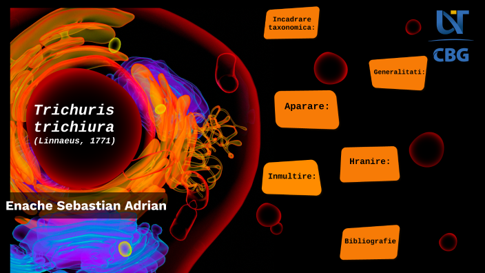 Trichuris trichiura by Enache Sebastian on Prezi