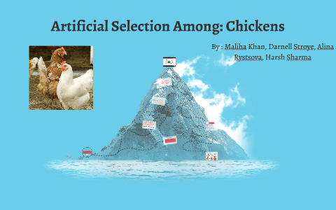 Artificial Selection: Chickens by Maliha Khan on Prezi