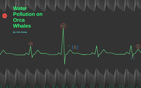 Water Pollution on Orca Whales by Chris Simaku on Prezi