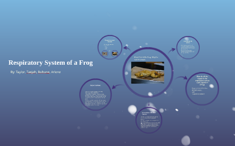 Respiratory System of a Frog by Taylor Johnston on Prezi