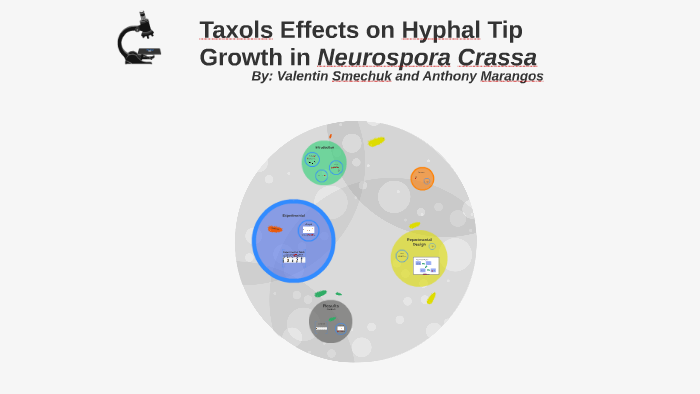 Taxols Effects on Hyphal Tip Growth in Neurospora Crassa by Valentin ...
