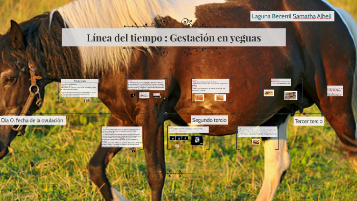 Línea Del Tiempo Gestación En Yeguas By Samantha Laguna On Prezi