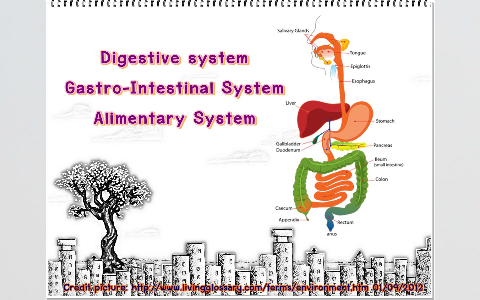 GI 4 [STOMACH FUNDUS] by Favalai Pongpaiboon on Prezi