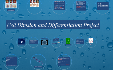 Cell Division and Differentiation Project by Juan Jimenez