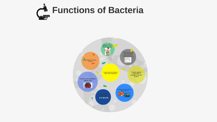Functions of Bacteria by Jessica Valentinsen on Prezi