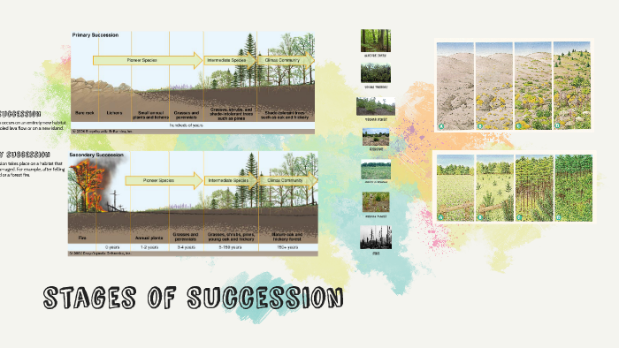 Stages of Succession by Kate Hibbard on Prezi