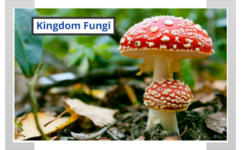 Biology Chapter 21 Section 1 Kingdom Fungi by Mark Meredith on Prezi