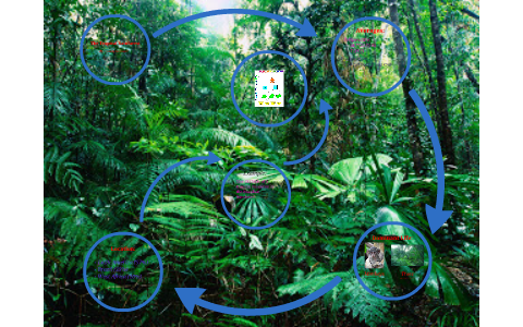 The Tropical Rainforest by Grady Stewart