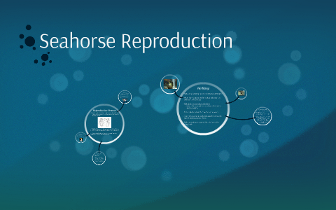 Seahorse Reproduction by Brogan Boles on Prezi