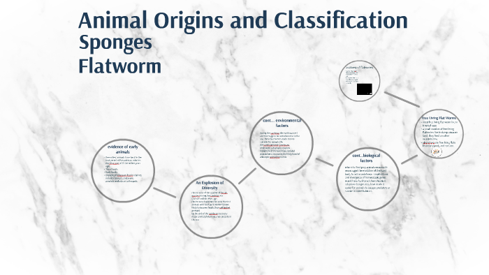 Animal Origins and Classification by asiana crews on Prezi