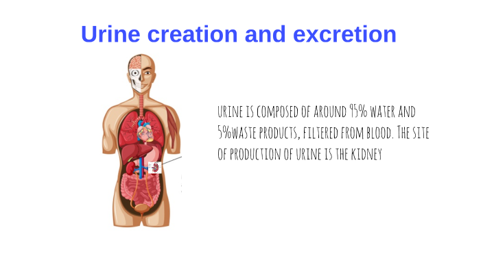 Urine creation and exretion by Sofie Barrass on Prezi