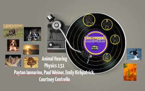 Physics Animal Project by on Prezi