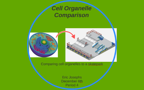 Cell Organelle Comparison by Eric Josephs