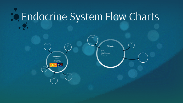 Endocrine System Flow Charts by jamien jean-baptiste on Prezi