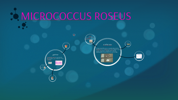 MICROCOCCUS ROSEUS by Alejandro Payan Garcia on Prezi