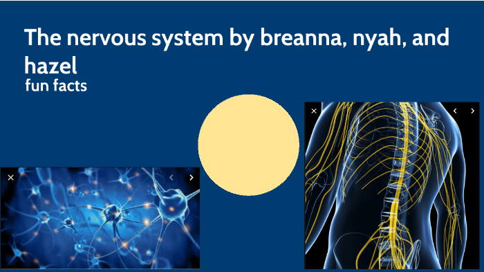 the nervous system by Nyah Perkins on Prezi