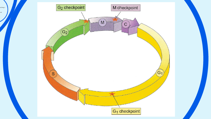 The Cell Cycle and the control system by Jasdeep Rakkar on Prezi